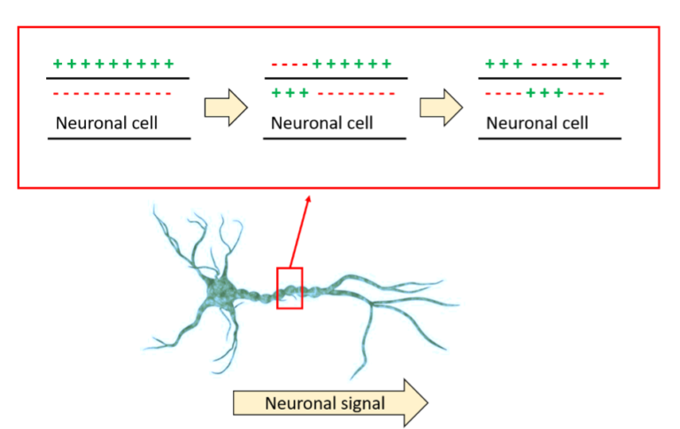 Understanding the spikes of the neurons - Bioserver - Join the Revolution