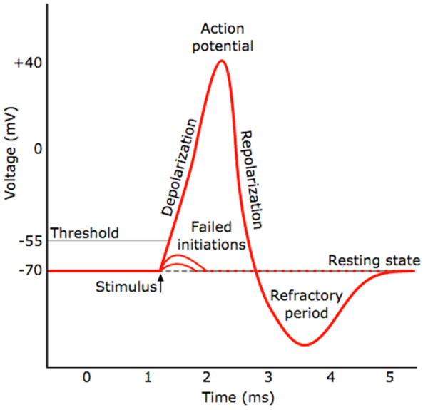 Understanding the spikes of the neurons - Bioserver - Join the Revolution
